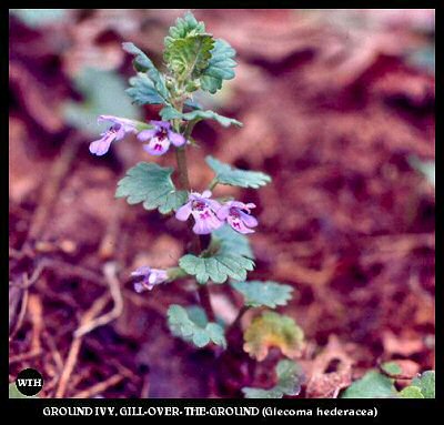 Ground Ivy (Glecoma hederacea) - Gill-over-the-ground