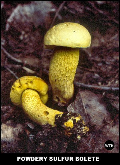 Veiled or Powdery Sulfur Bolete (Pulveroboletus ravenelii) - Mushrooms ...