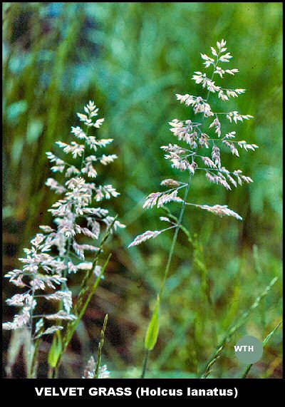 Velvet Grass (Holcus lanatus) - Exploring Outdoor Virginia