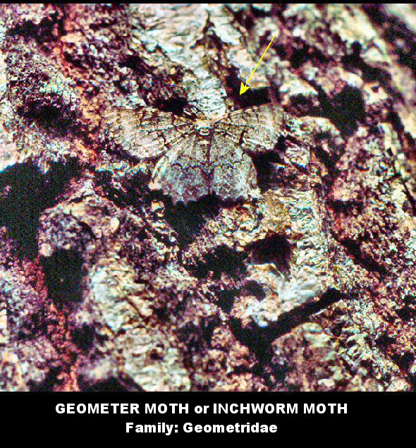 Inchworm Moth - Image
