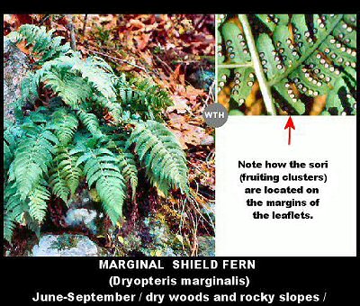Marginal Shield Fern (Dryopteris marginalis): Exploring Outdoor Virginia