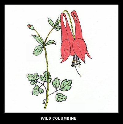 Wild Columbine (Aquilegia canadensis) - Exploring Virginia's Out-of-Doors