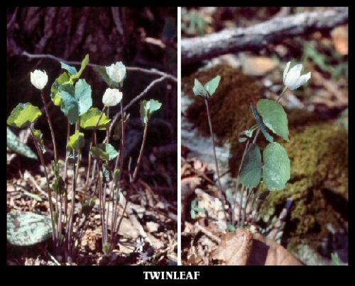 Twinleaf (Jeffersonia diphylla) - Image