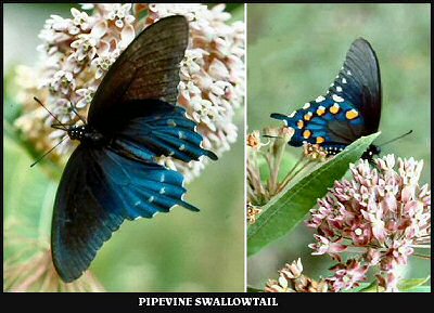 Pipevine Swallowtail - Exploring the Out-of-Doors