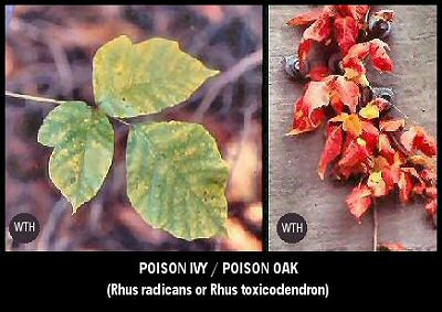 Poison Ivy (Rhus radicans) and Poison Oak (Rhus toxicodendron)